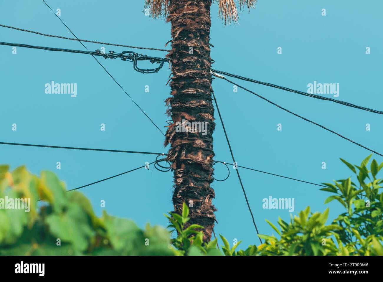 Electrical and telephone wires behind the palm tree, selective focus ...