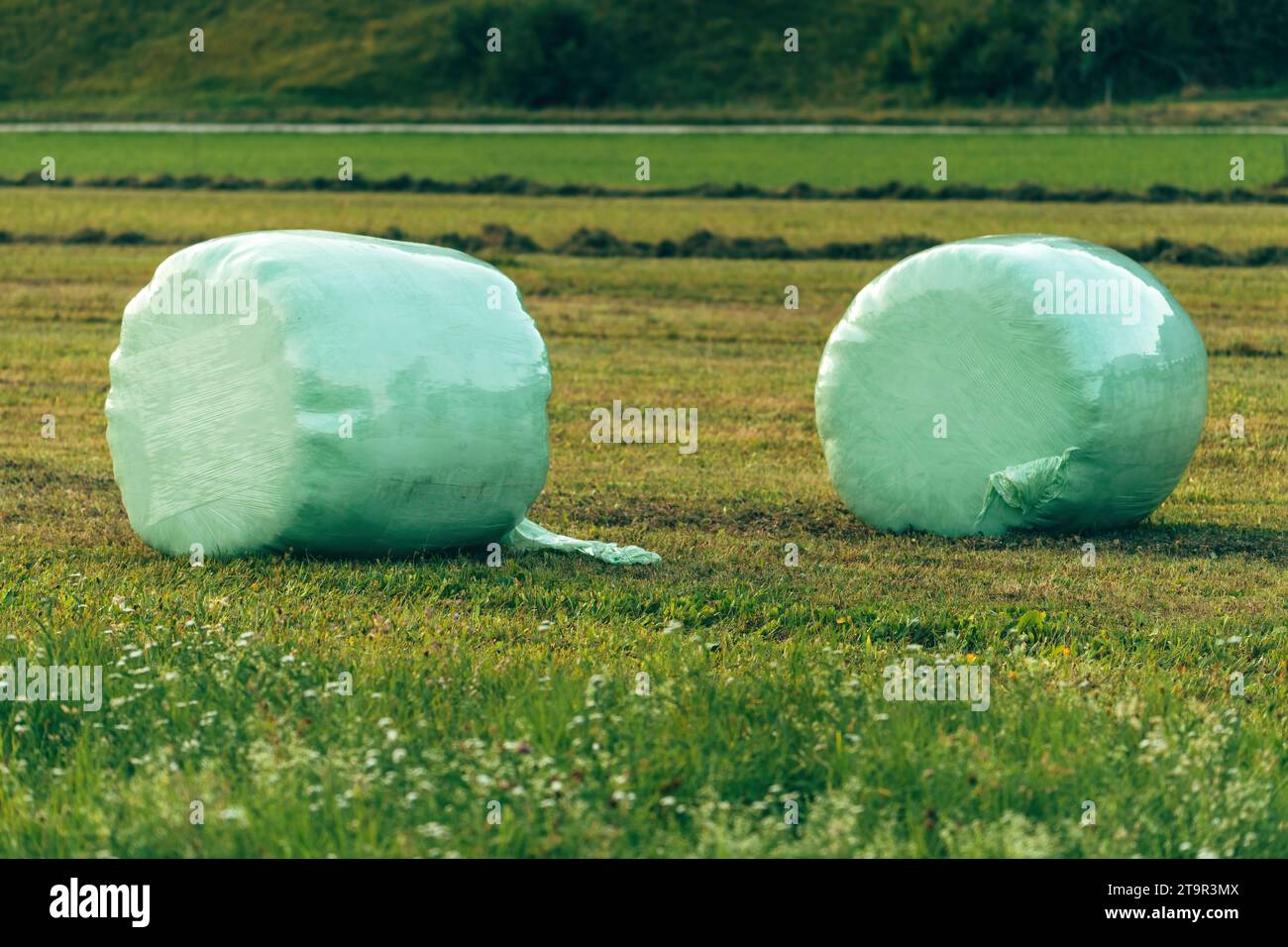 Mowed meadow grass rolled and packed in plastic wrapping as animal ...