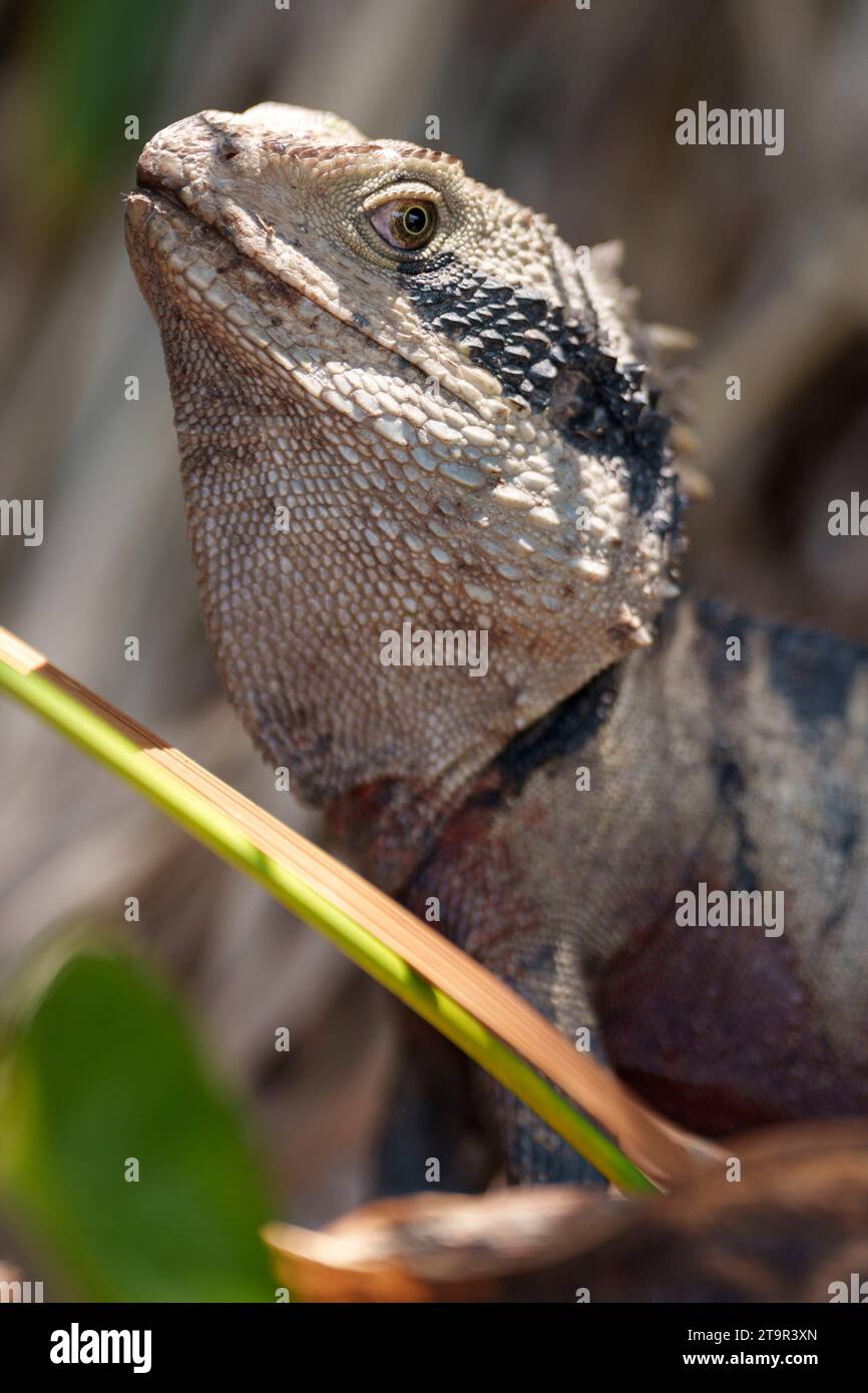 Wild Eastern Water Dragon, Physignathus Lesueurii Agamidae, Shelly ...