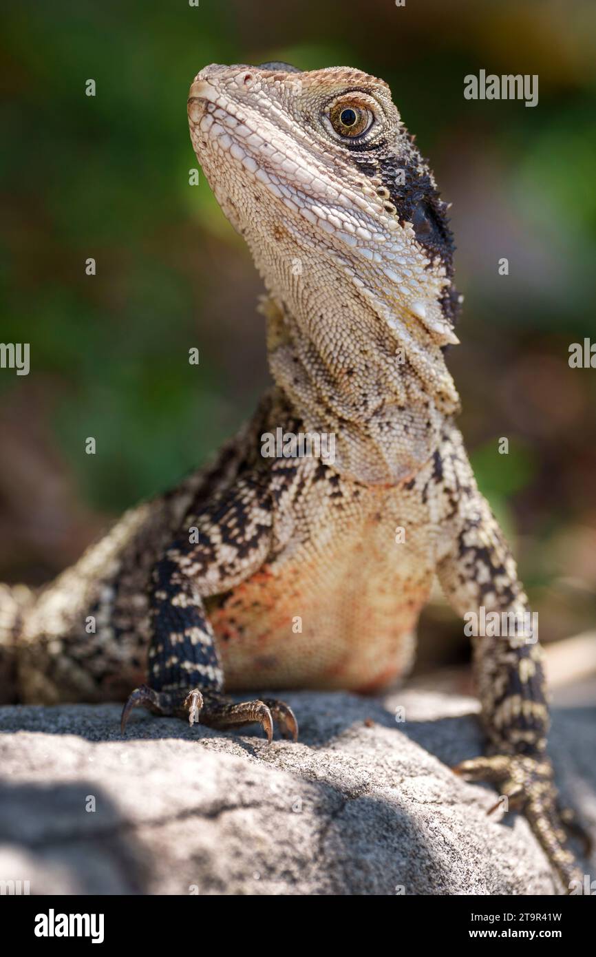 Wild Eastern Water Dragon, Physignathus Lesueurii Agamidae, Shelly ...