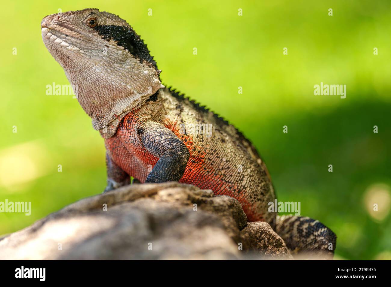 Wild Eastern Water Dragon, Physignathus Lesueurii Agamidae, Shelly ...