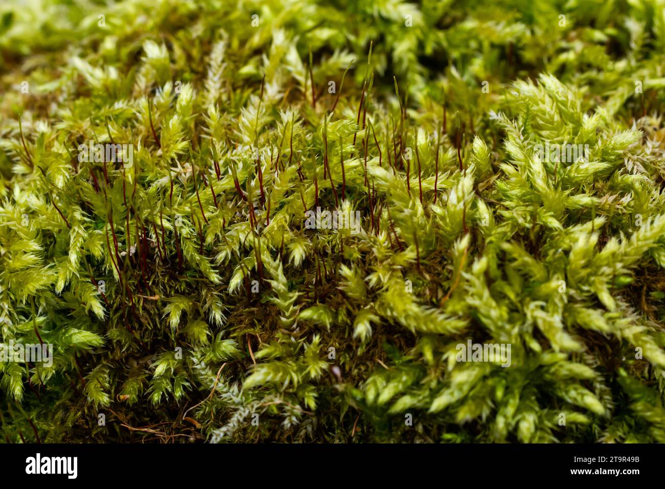 Precious drops of water from the morning dew covering an isolated plant ...