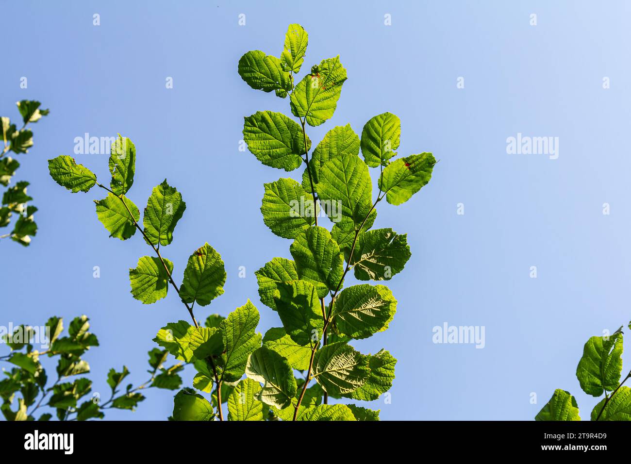 Fresh green Hazel leaves close up on branch of tree in spring with ...