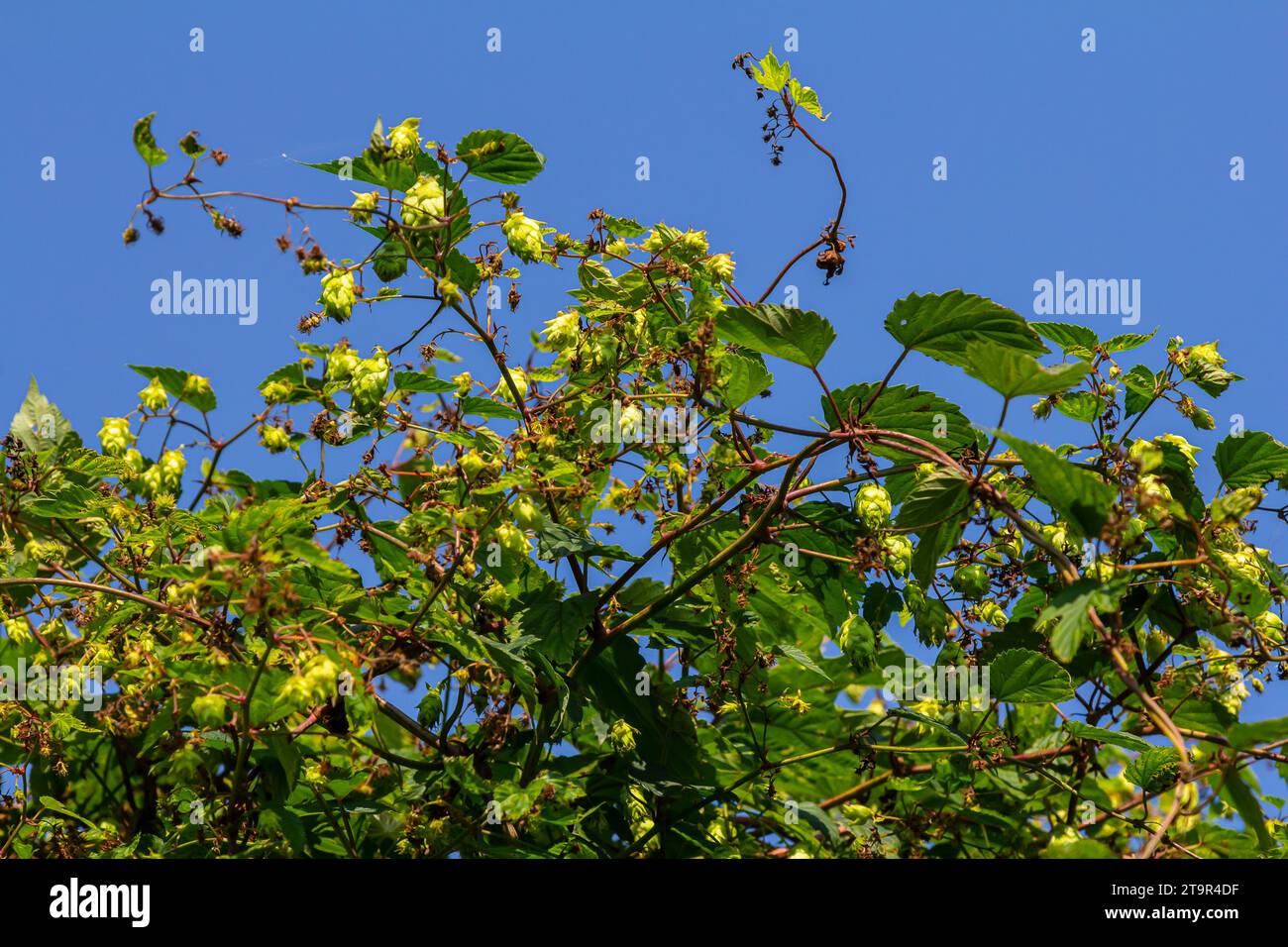 Hop cones grow on the stem of the plant Stock Photo - Alamy