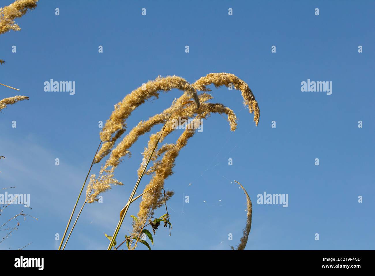 Inflorescence of wood small-reed Calamagrostis epigejos on a meadow ...