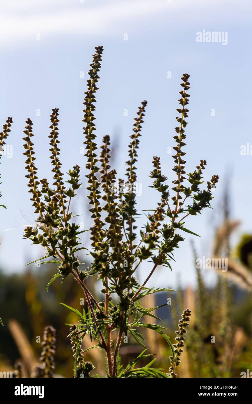 Ambrosia trifida, the giant ragweed, is a species of flowering plant in ...