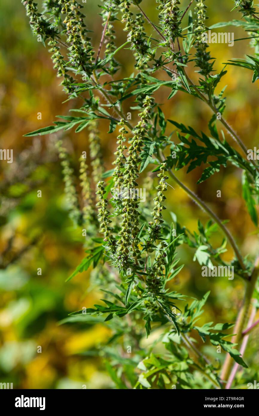 Ambrosia trifida, the giant ragweed, is a species of flowering plant in ...