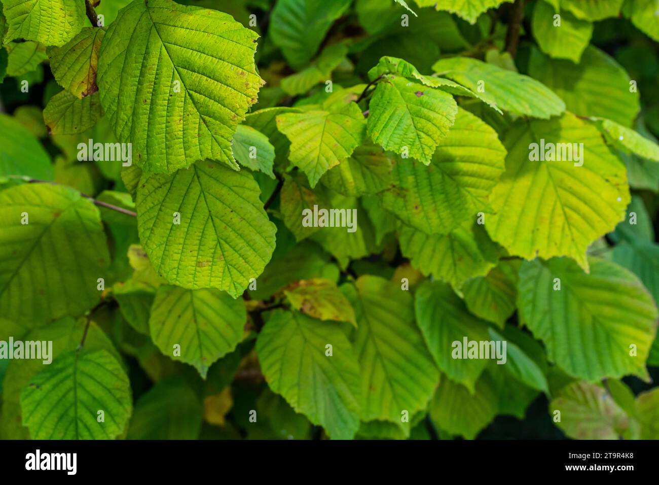 Fresh green Hazel leaves close up on branch of tree in spring with ...