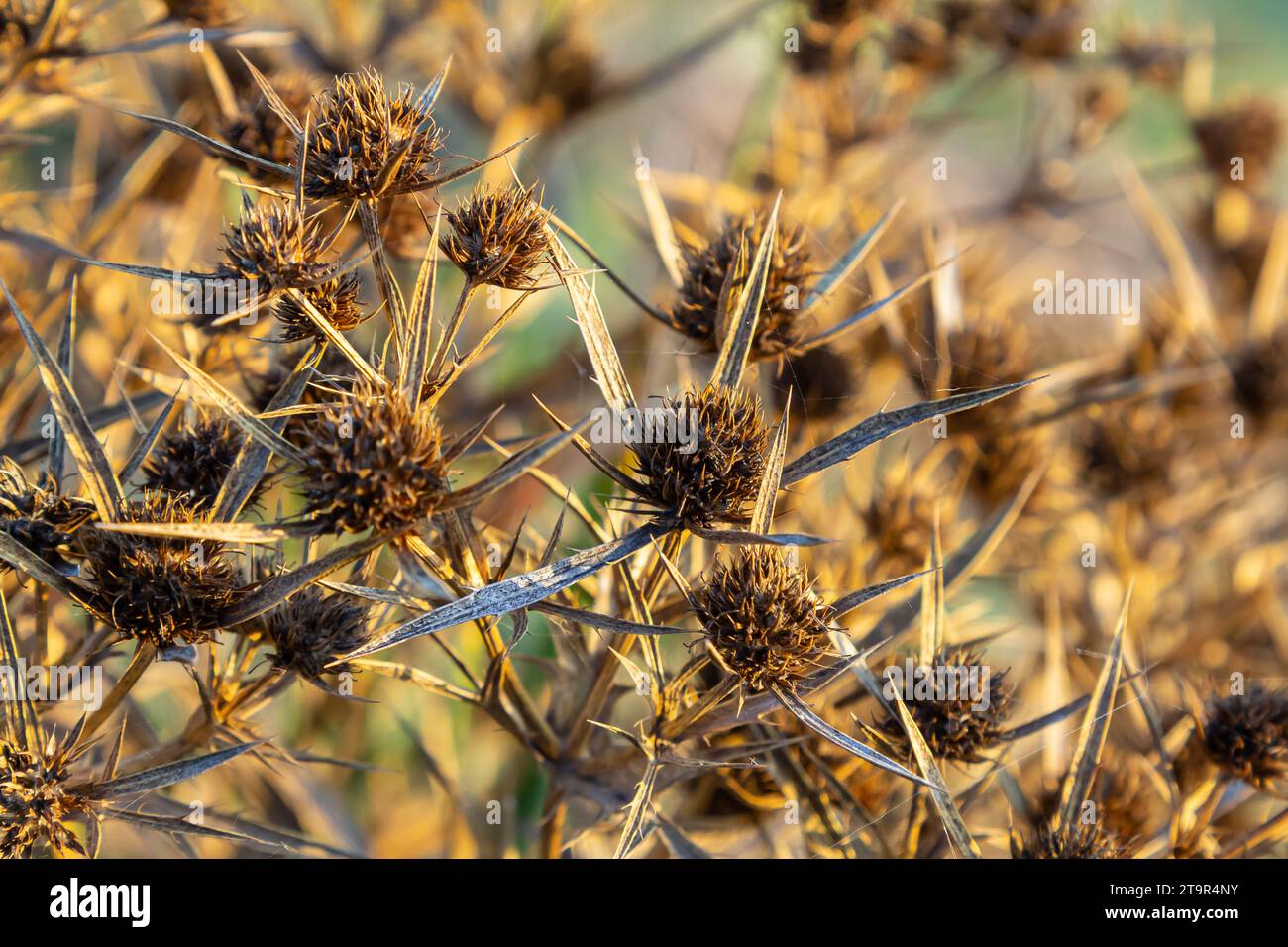 flowering nursery plant Eryngium maritimum the ring lost color Stock ...