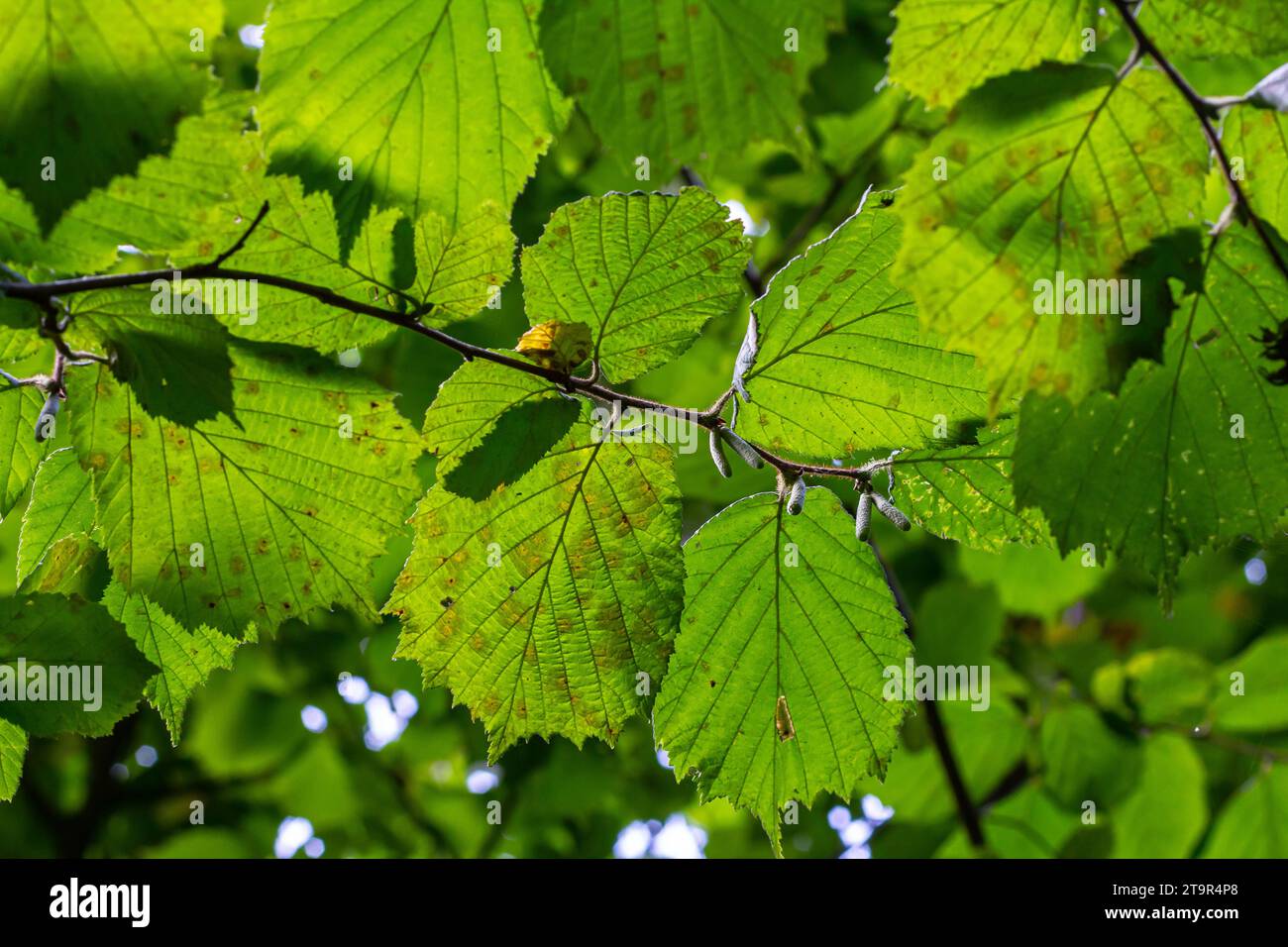 Fresh green Hazel leaves close up on branch of tree in spring with ...