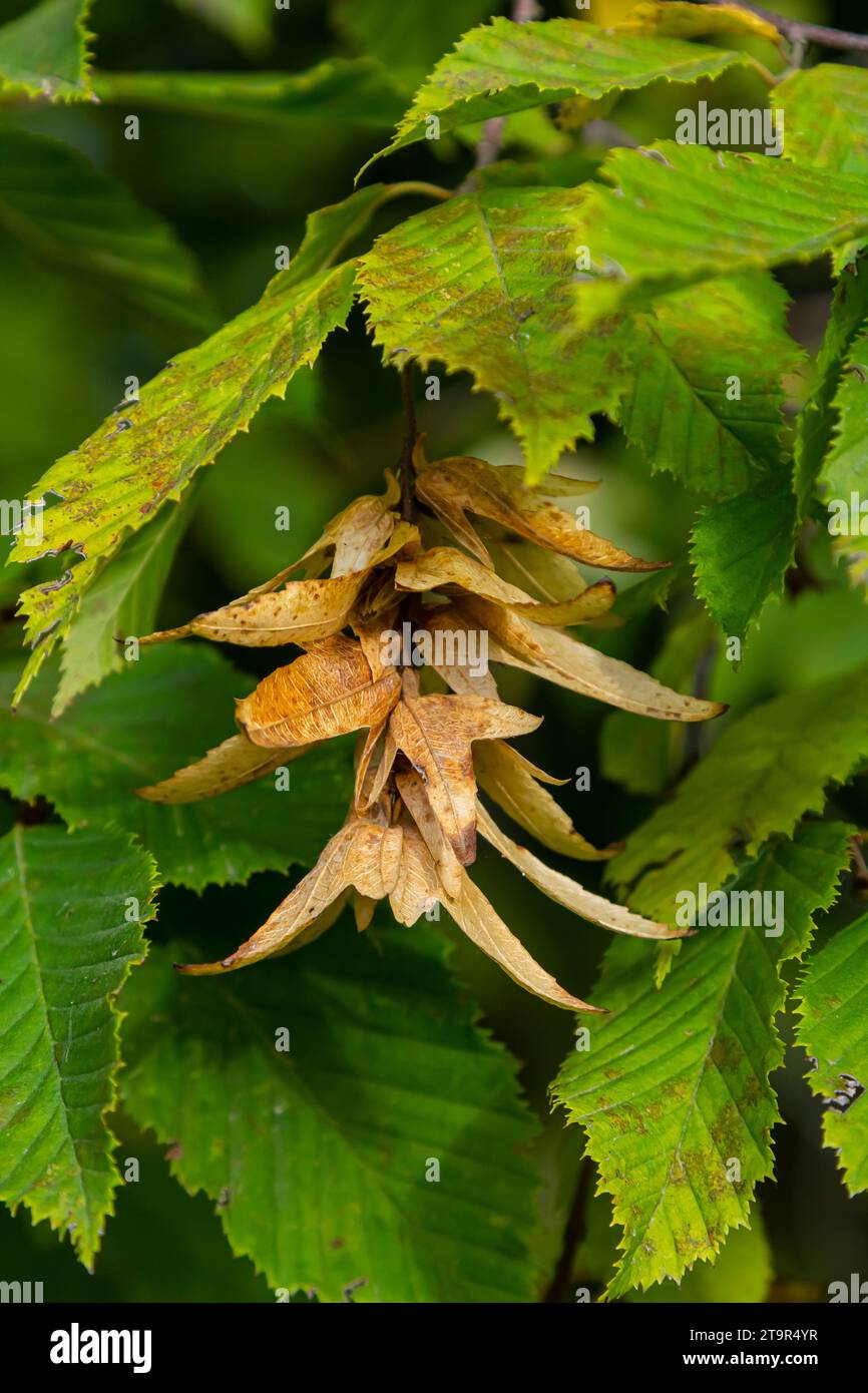 Branches of the hornbeam, species of Carpinus betulus, or common ...