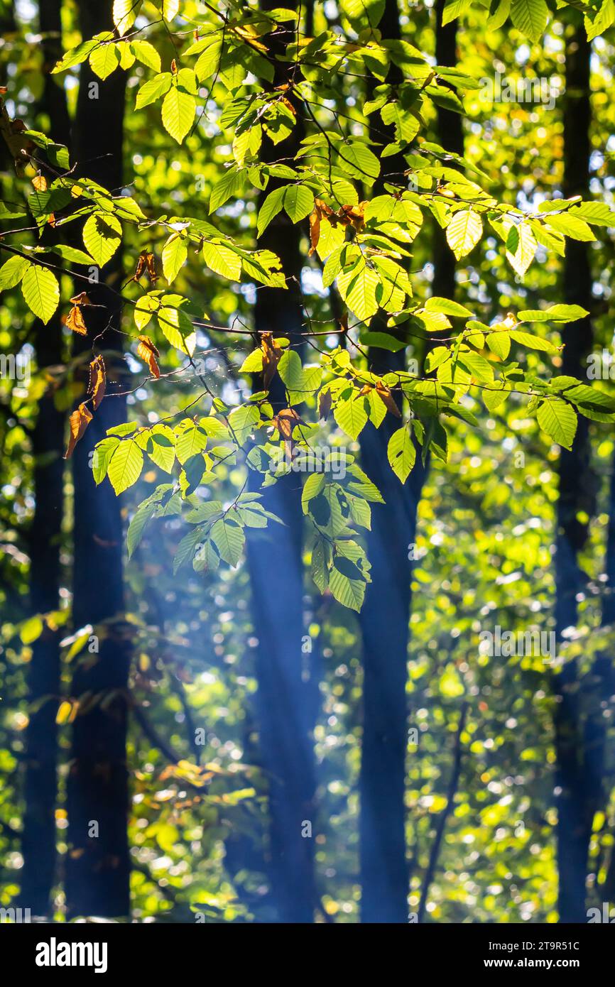 Harmonious plant growth hi-res stock photography and images - Alamy