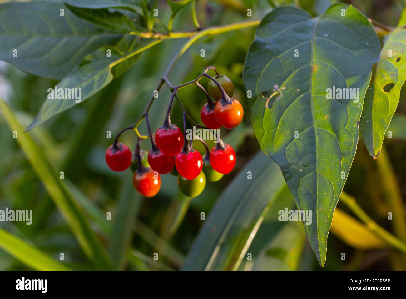 Climbing nightshade hi-res stock photography and images - Alamy