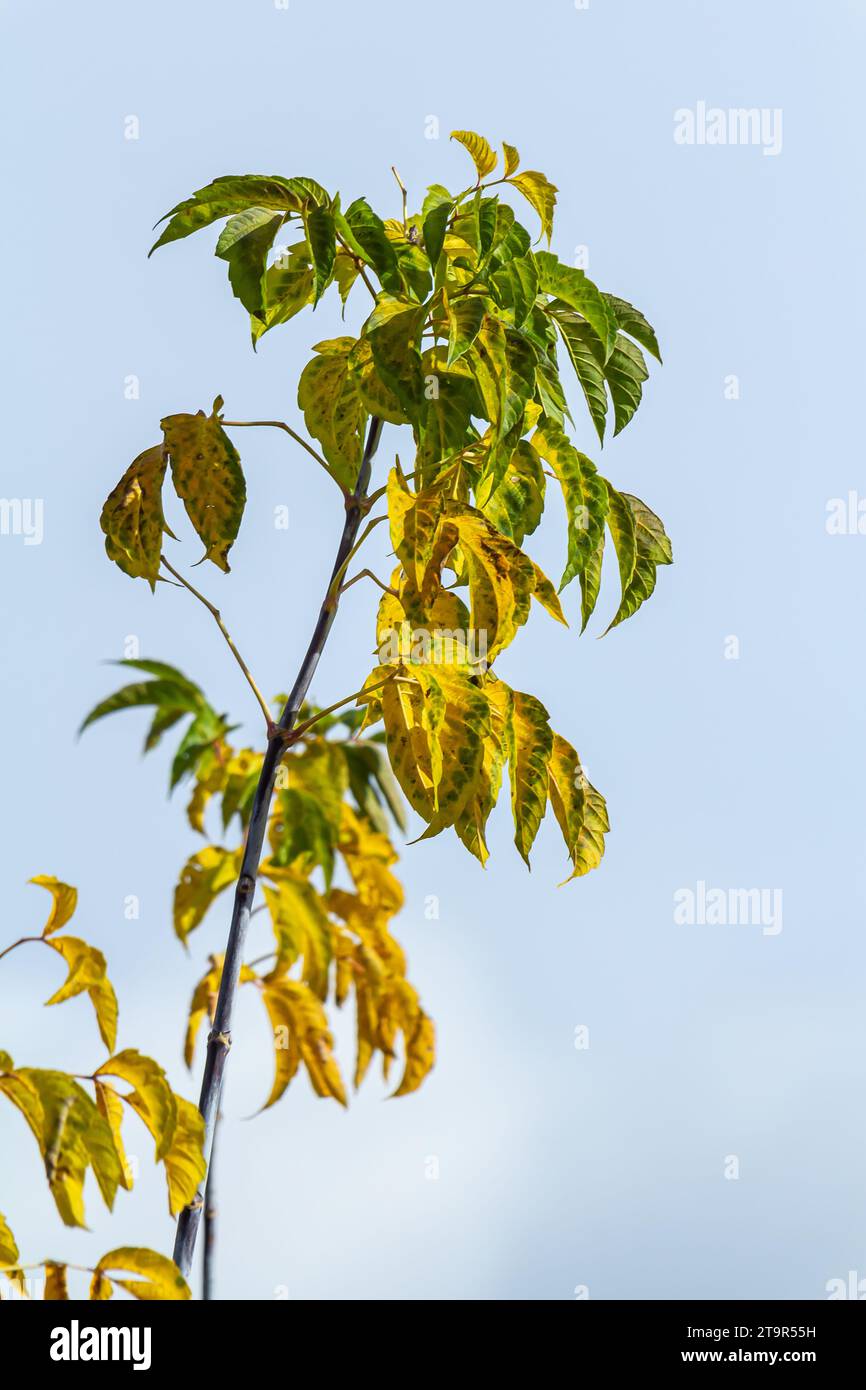 Autumnal leaves of an ash-leaved maple Acer negundo tree in the autumn ...