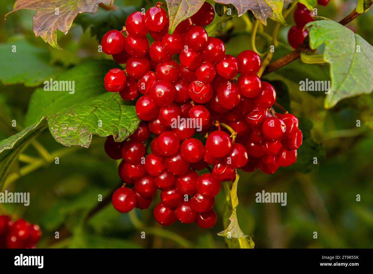 Viburnum viburnum opulus berries and leaves outdoor in autumn fall ...