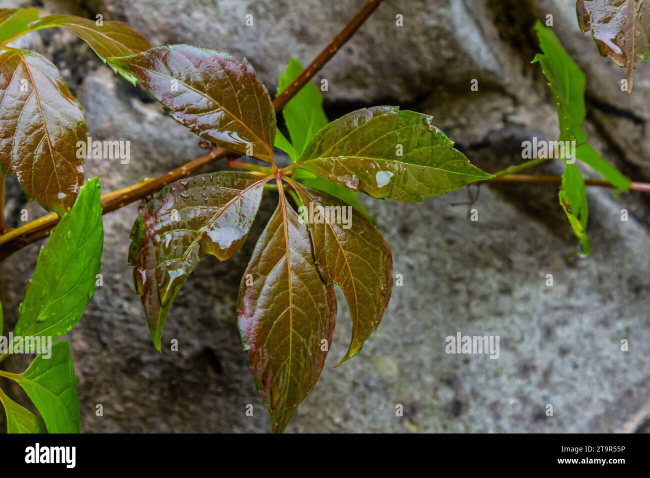 View of beautiful red discolored leaves of a Parthenocissus ...