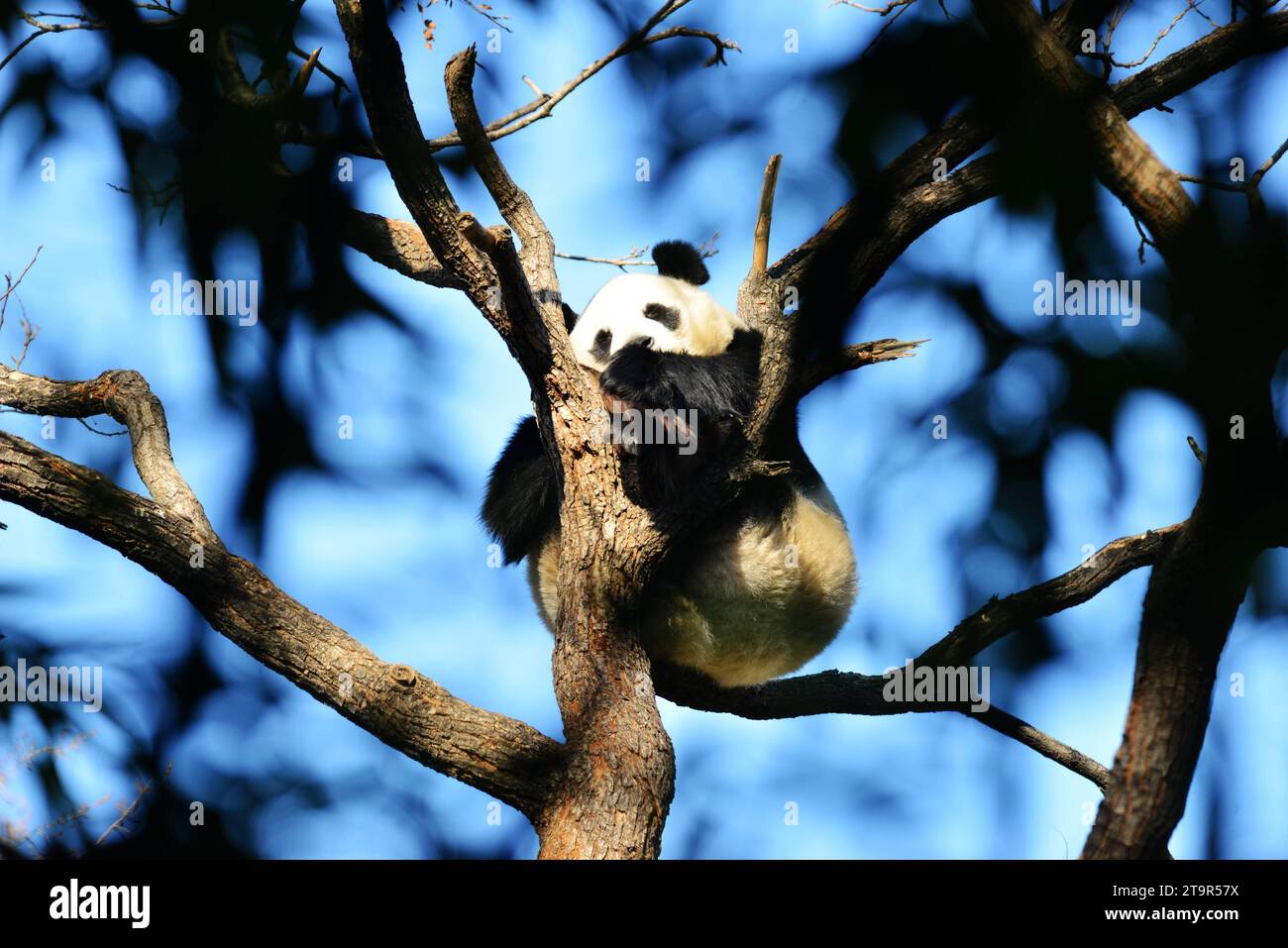 A giant panda Meng Lan enjoys sunshine high up a tree at Beijing Zoo ...