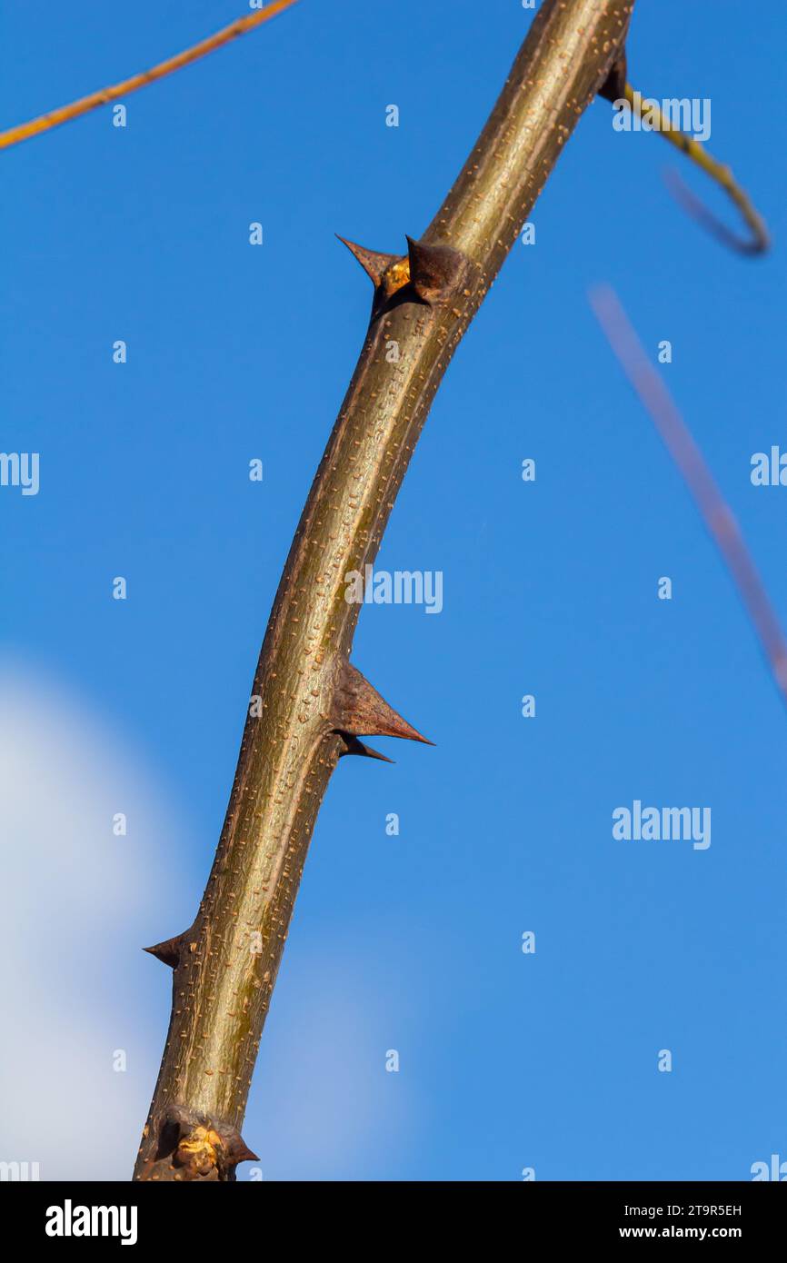 Close up of a brown color 'Robinia pseudoacacia' seed pod against a ...