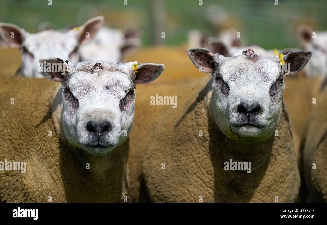 Flock of white faced commercial rams ready for sale on a farm in ...