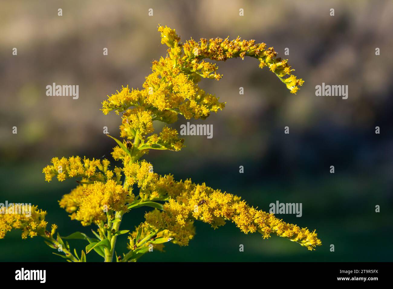 Goldenrod plant yellow flowers hi-res stock photography and images - Alamy