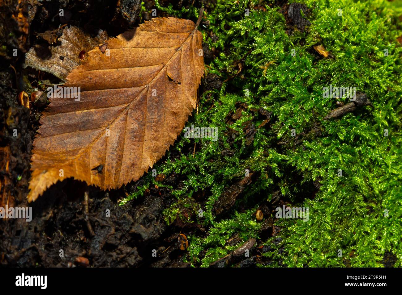 Precious drops of water from the morning dew covering an isolated plant ...
