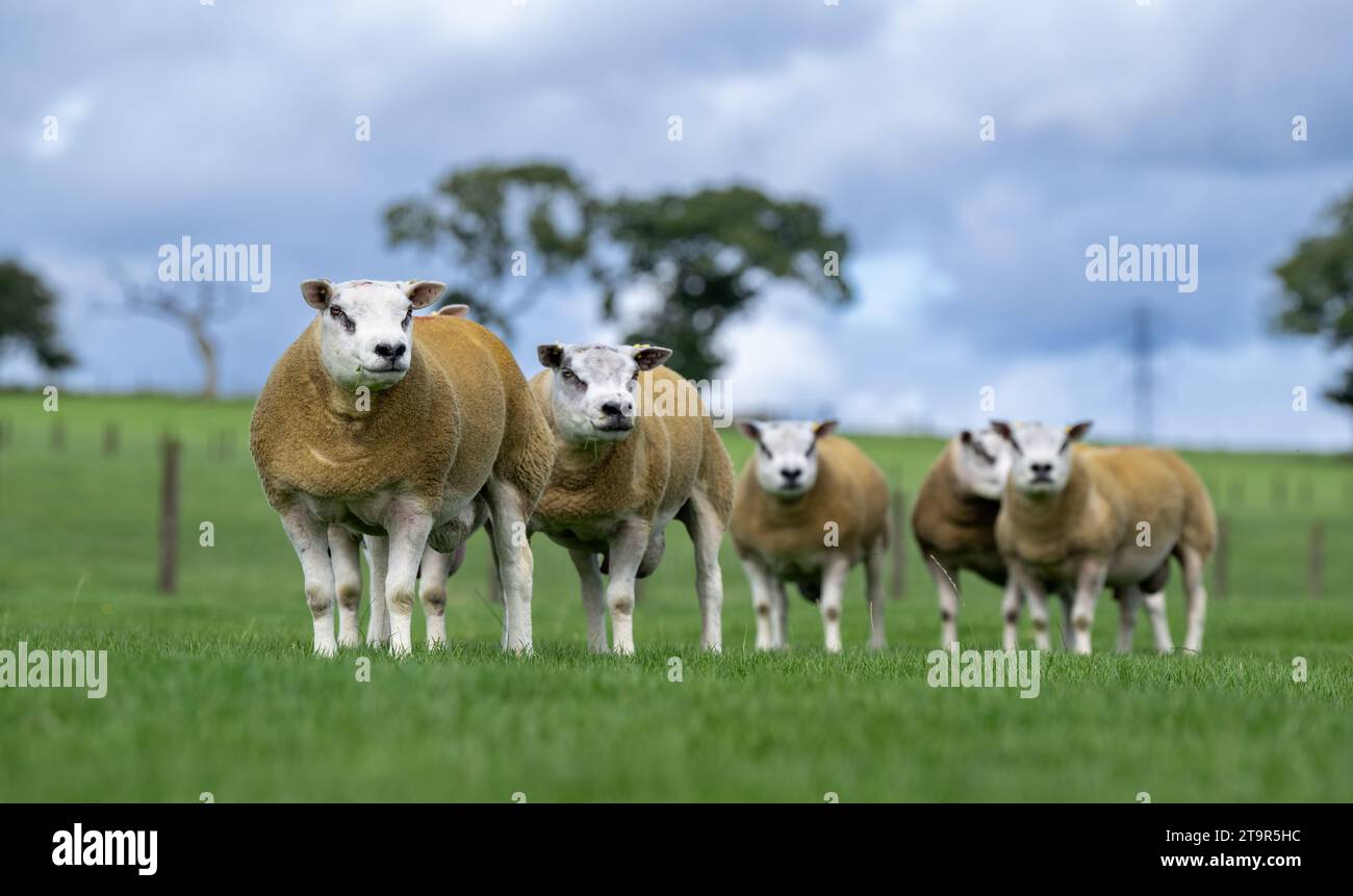 Flock of white faced commercial rams ready for sale on a farm in ...