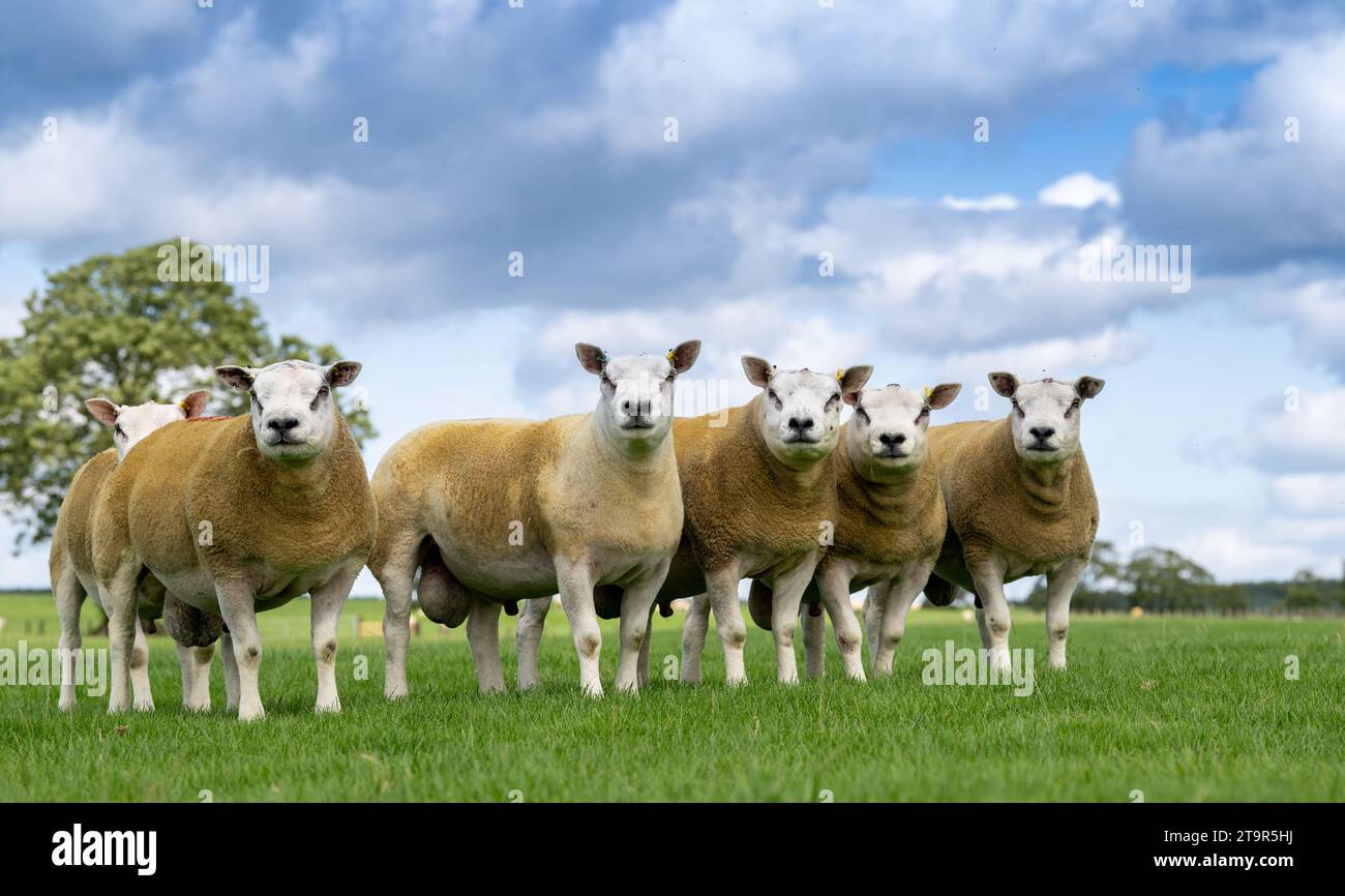 Flock of white faced commercial rams ready for sale on a farm in ...