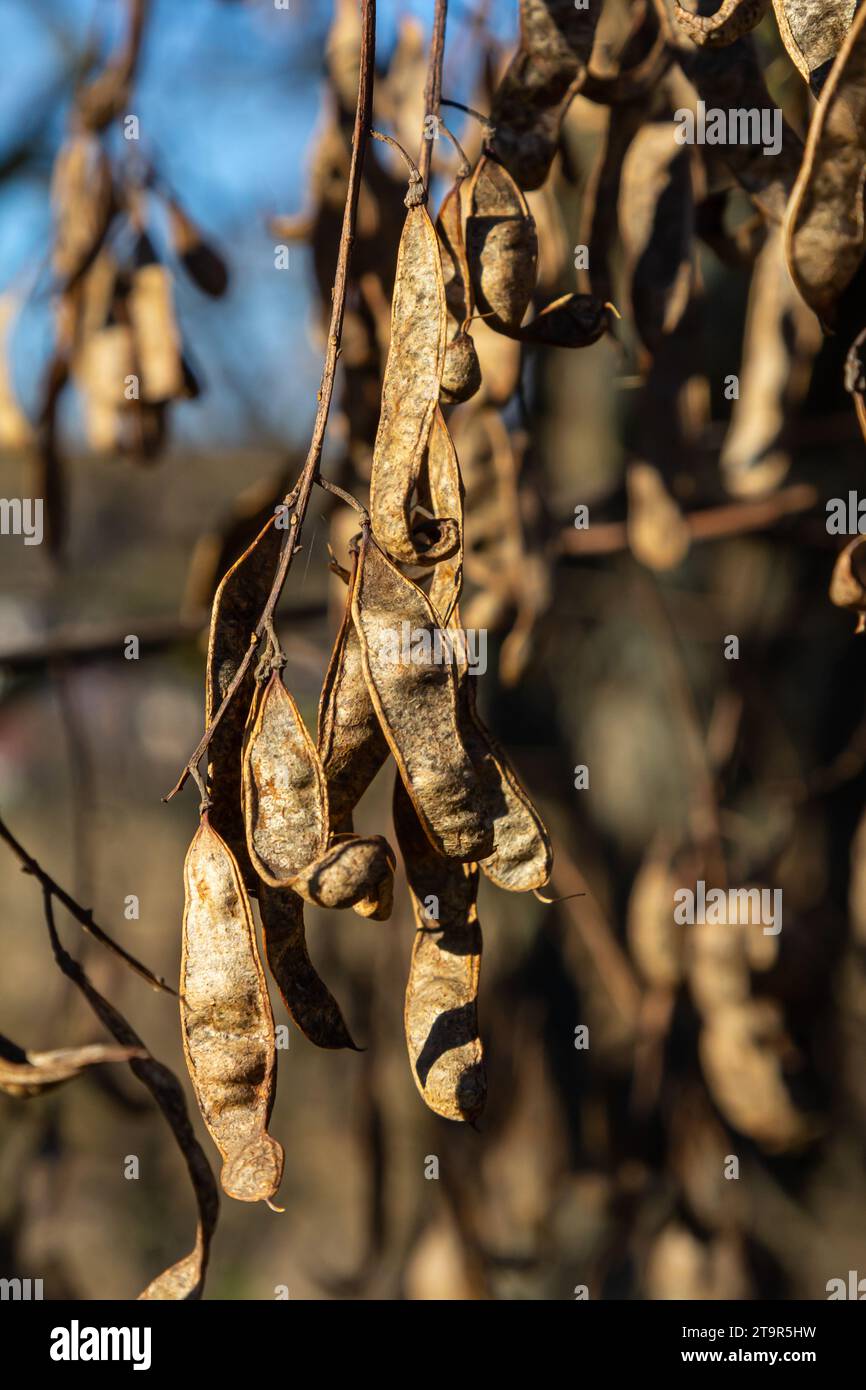 Close up of a brown color 'Robinia pseudoacacia' seed pod against a ...