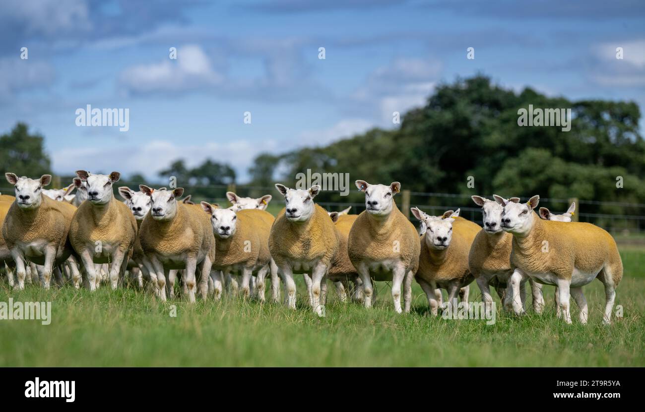 Flock of commercial white faced ewes on a marginal farm, Cumbria, UK ...