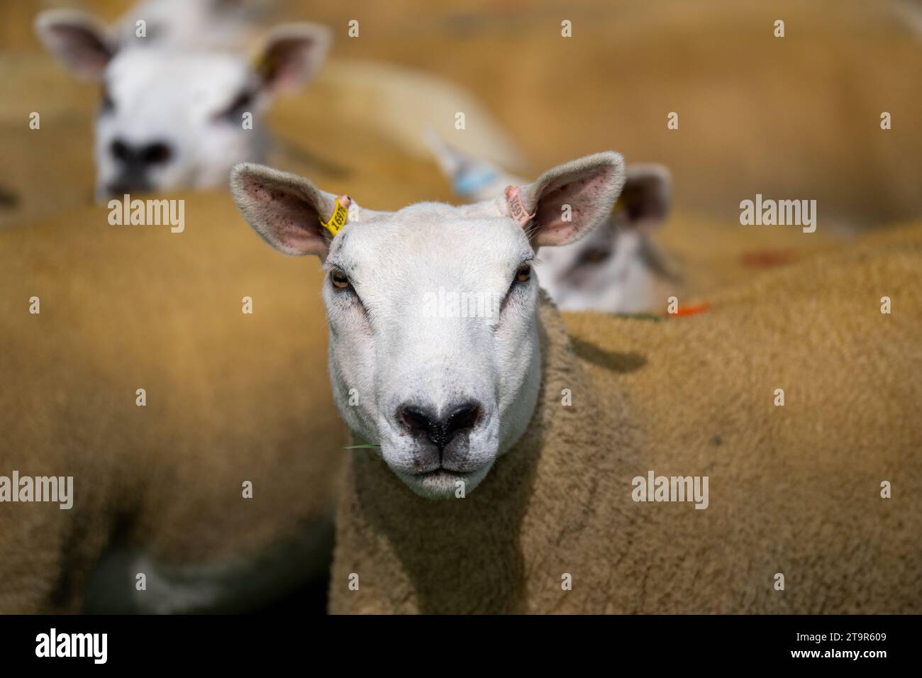 Flock of commercial white faced ewes on a marginal farm, Cumbria, UK ...
