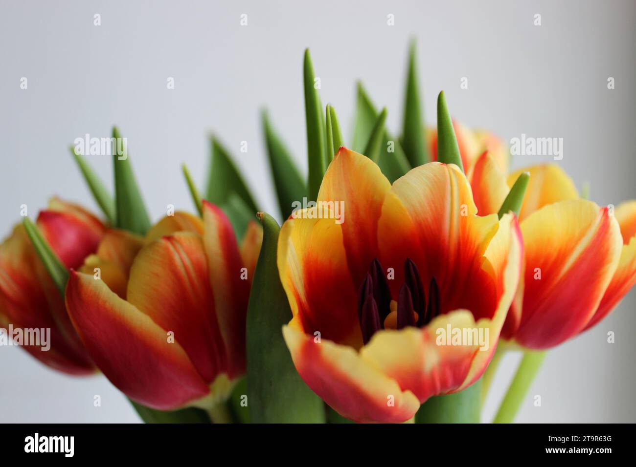 Side View Of Selectively Bred Tulips With Red And Yellow Petals In A ...