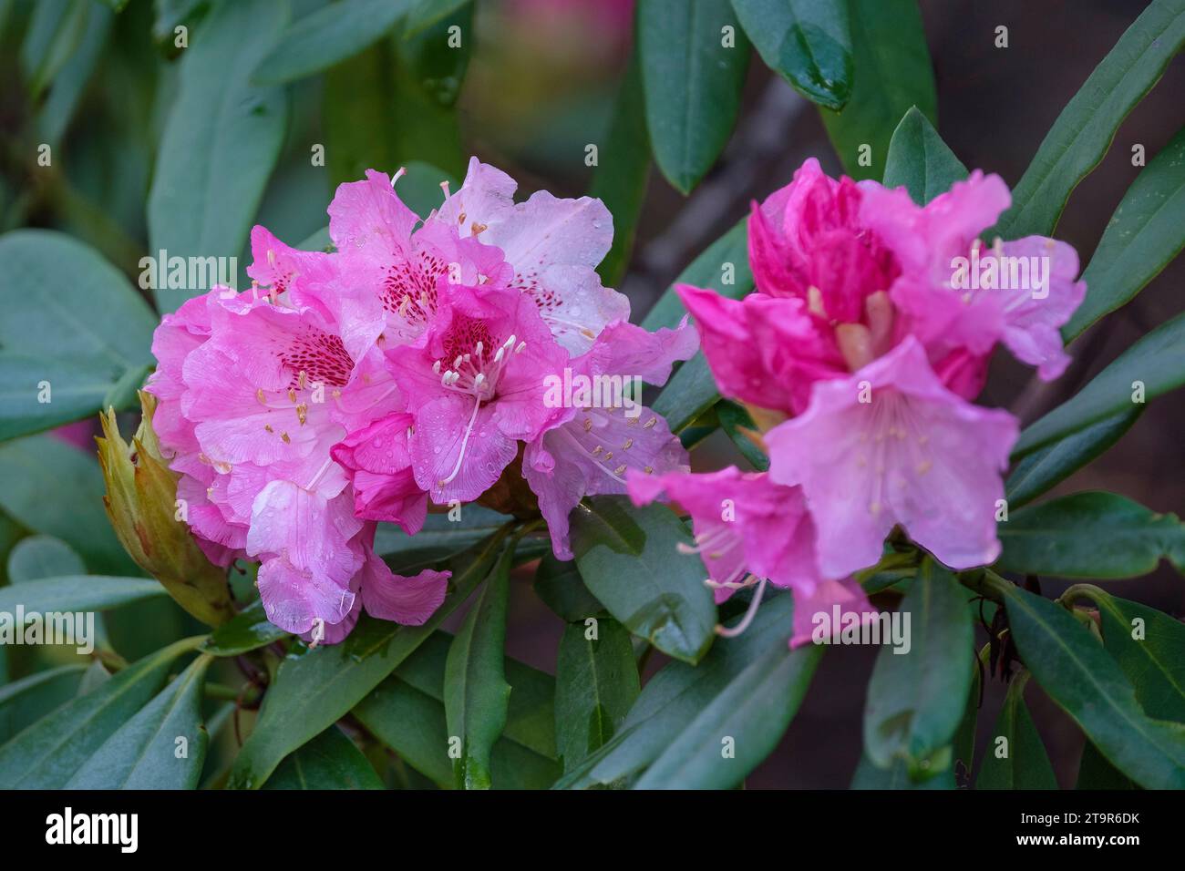 Rhododendron Nobleanum Venustum, Rhododendron arboreum venustum ...