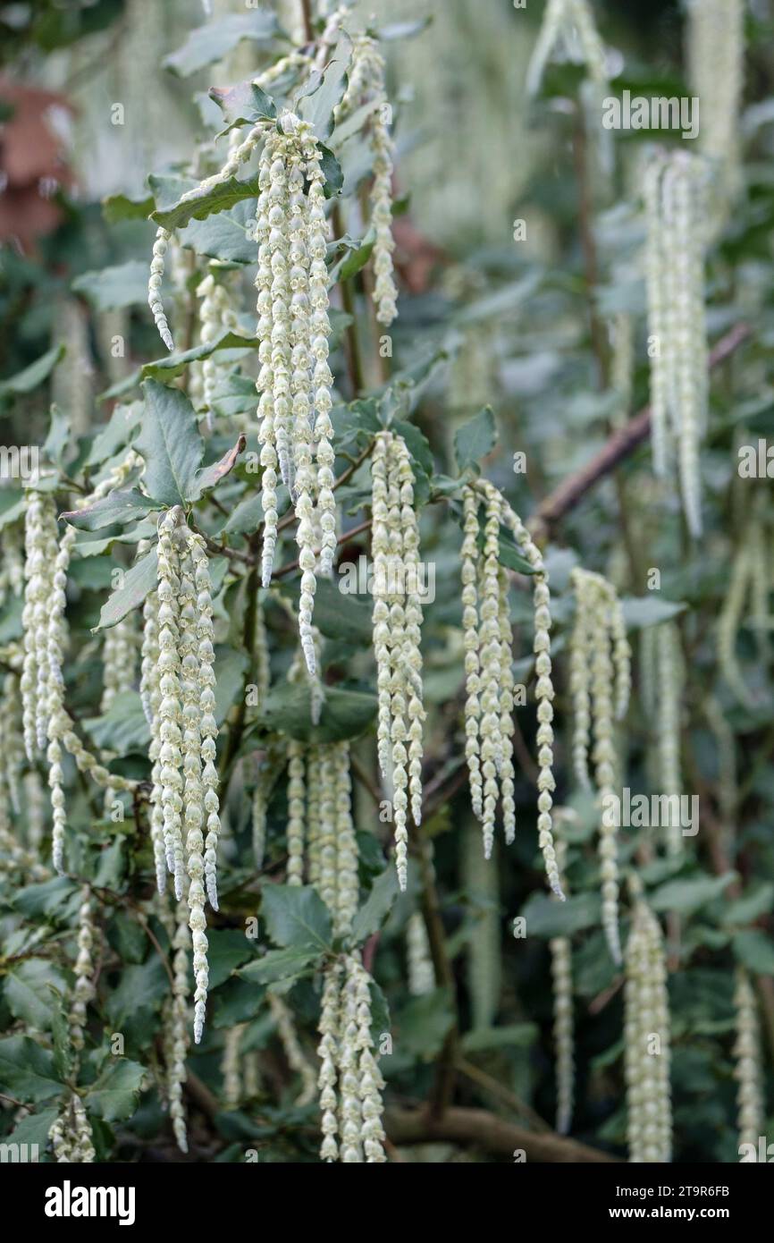 Drooping grey green catkins hi-res stock photography and images - Alamy