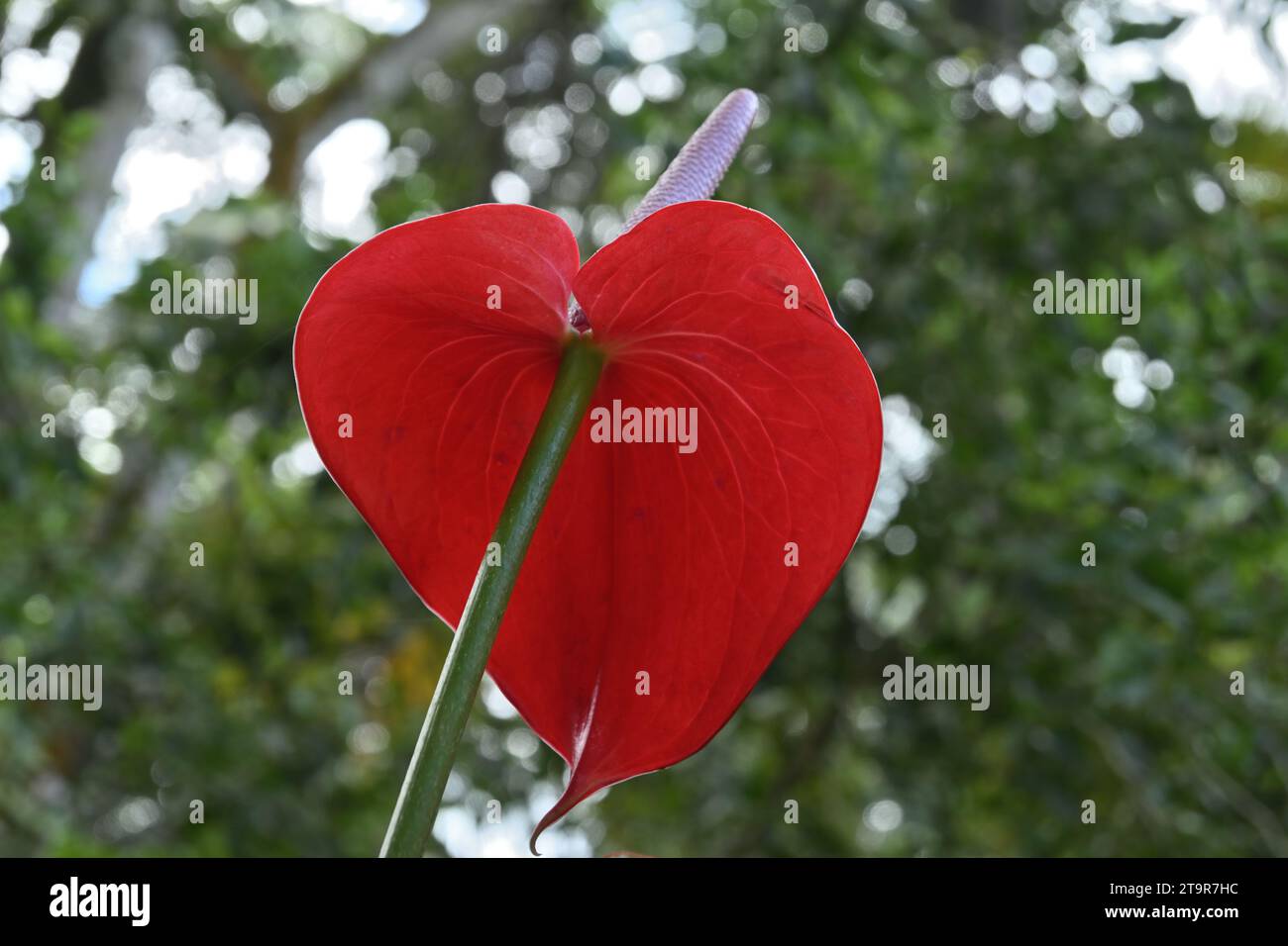 Underneath backside view of a large red Anthurium flower that is ...