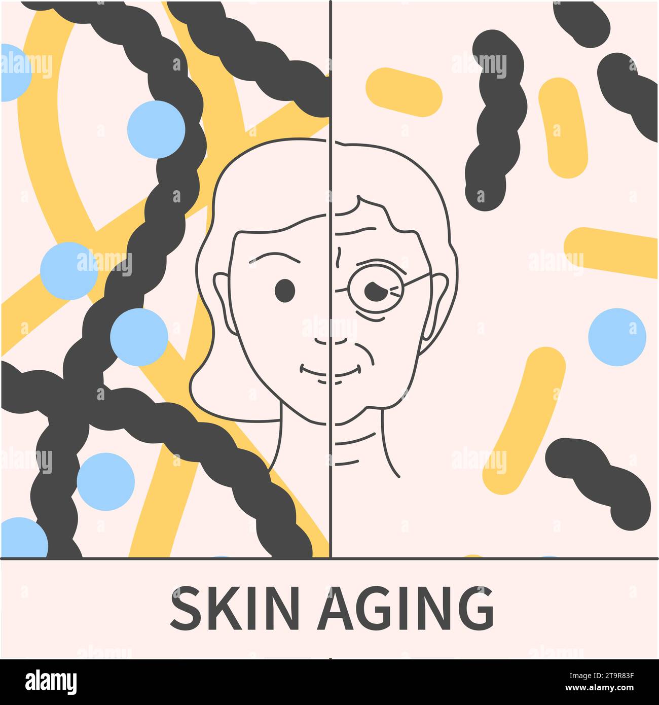 Collagen content in young and old skin illustration Stock Vector Image ...