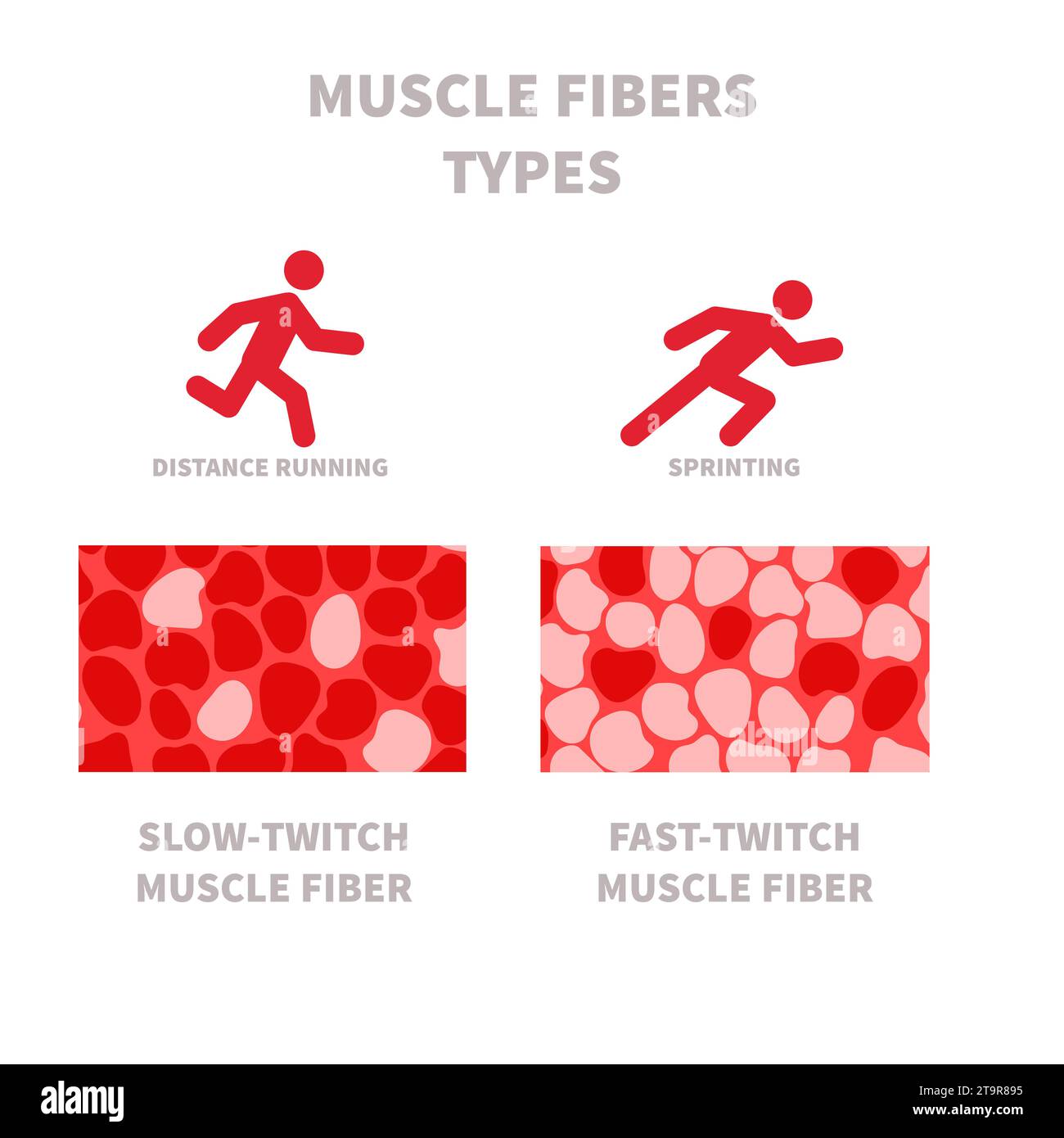 Slow twitch and fast twitch muscle fiber types illustration Stock ...