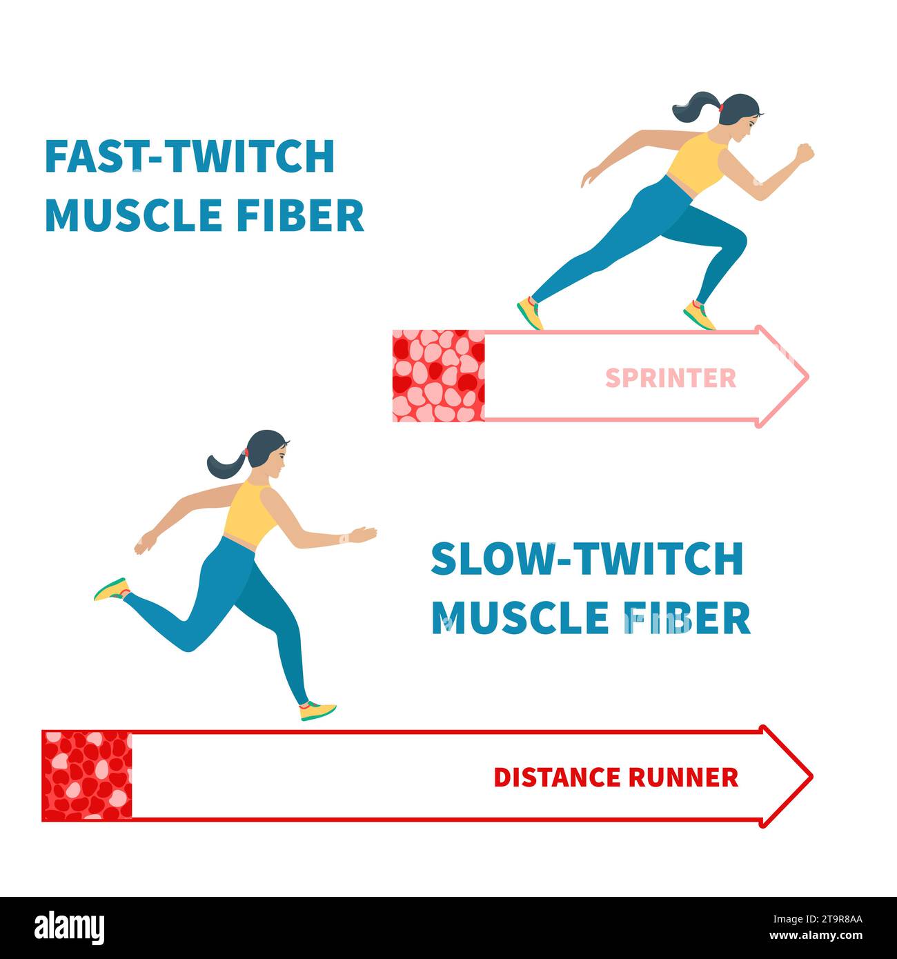 Slow twitch and fast twitch muscle fiber types illustration Stock ...