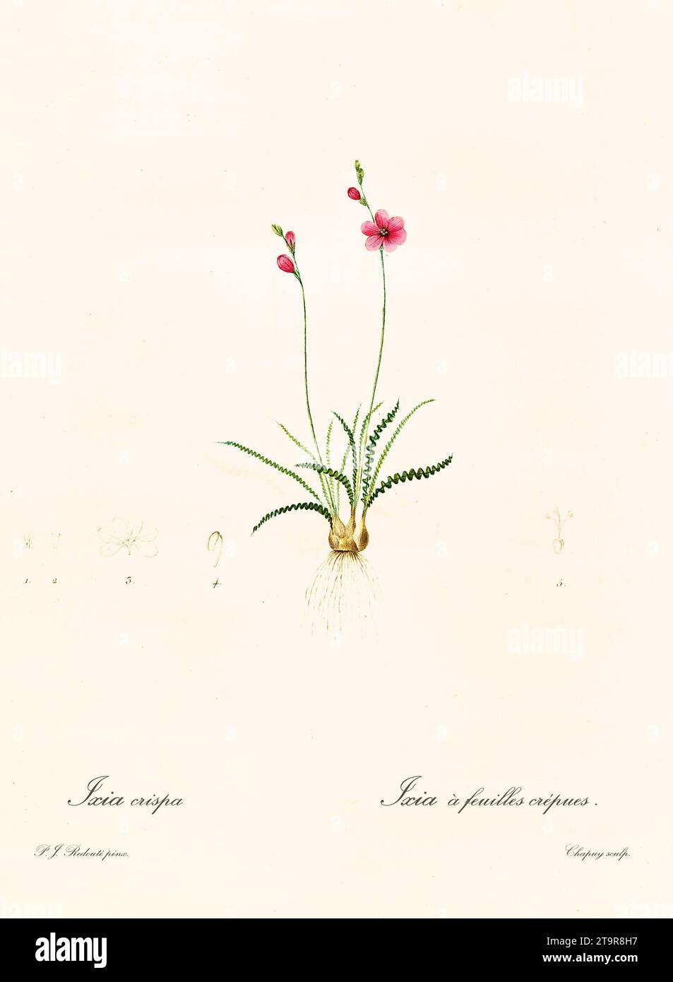 Tritonia undulata hi-res stock photography and images - Alamy