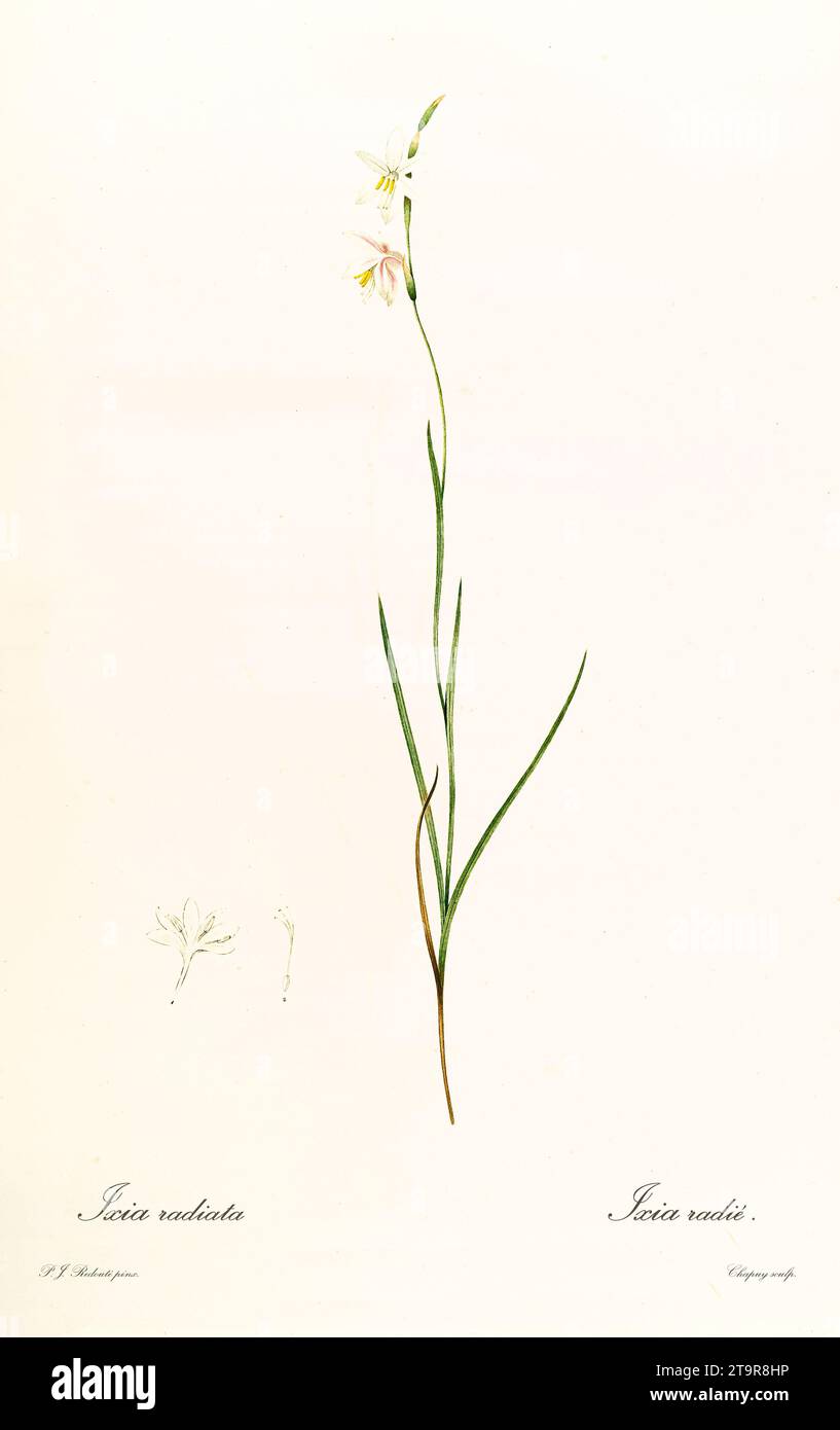 Old illustration of Hesperantha radiata Les Liliacées, By P. J. Redouté ...