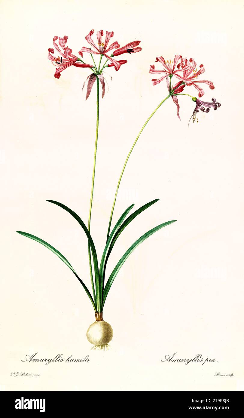 Old illustration of Dwarf Nerine (Nerine humilis). Les Liliacées, By P ...