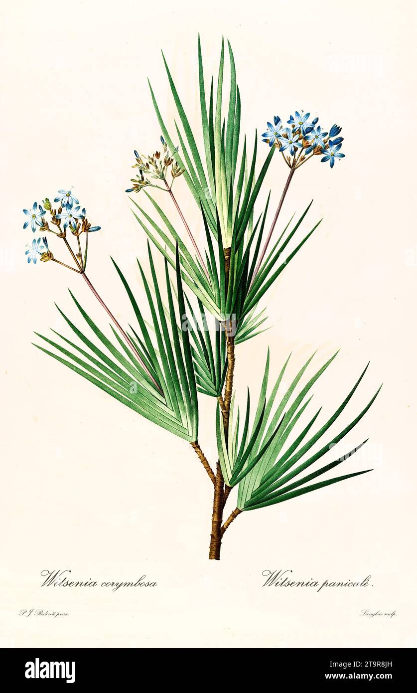 Old illustration of Blue Stars (Nivenia corymbosa). Les Liliacées, By P ...