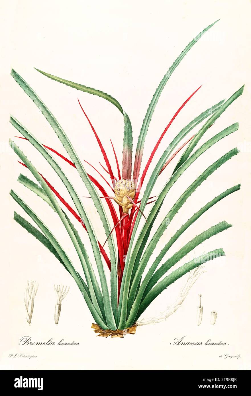 Old illustration of Bromelia karatas. Les Liliacées, By P. J. Redouté ...