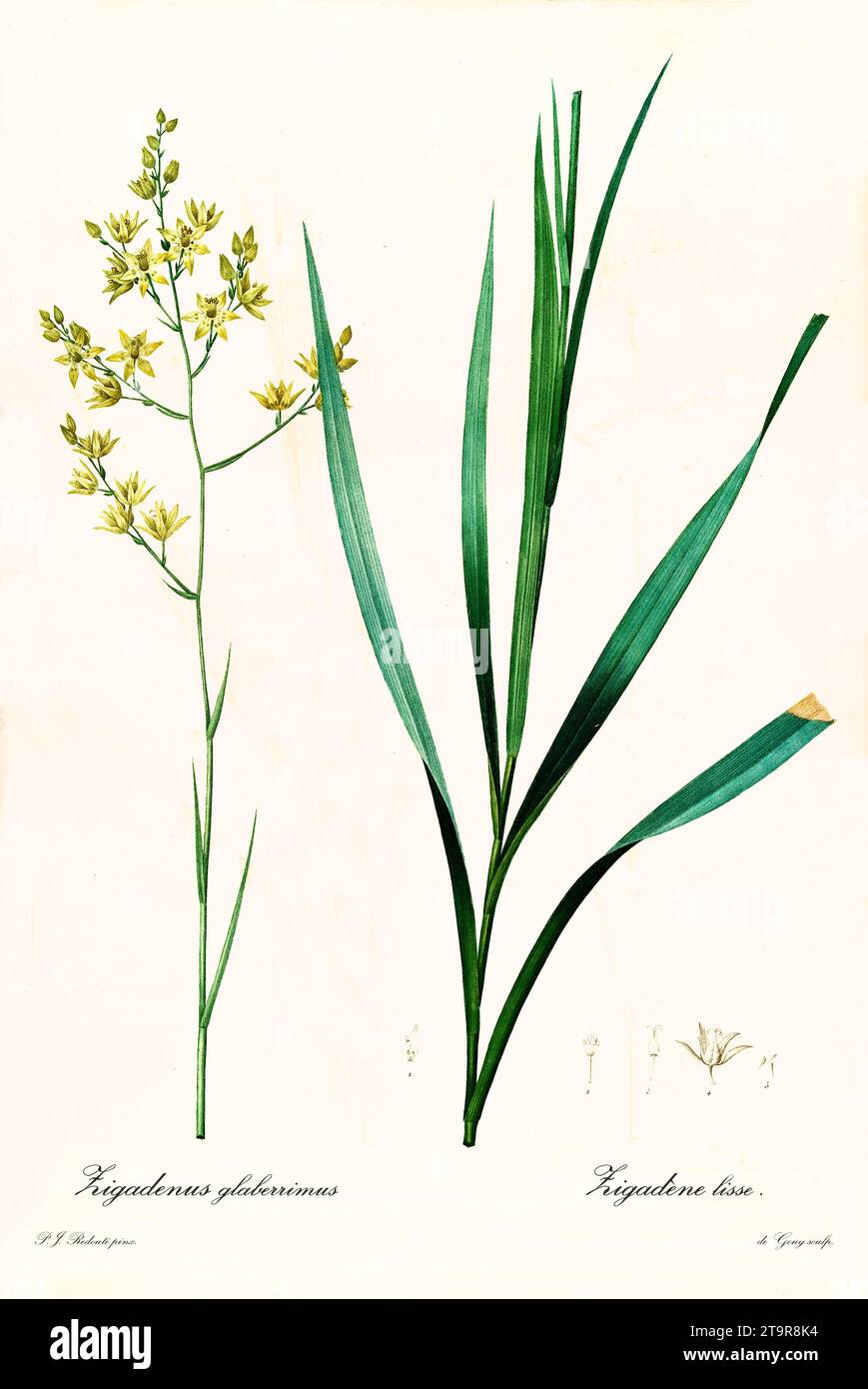 Death camas hi-res stock photography and images - Alamy