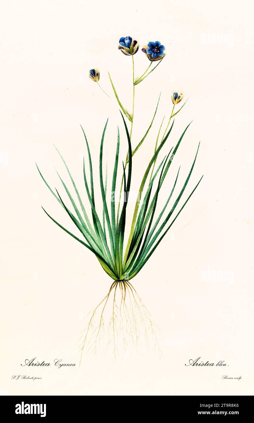 Aristea africana hi-res stock photography and images - Alamy