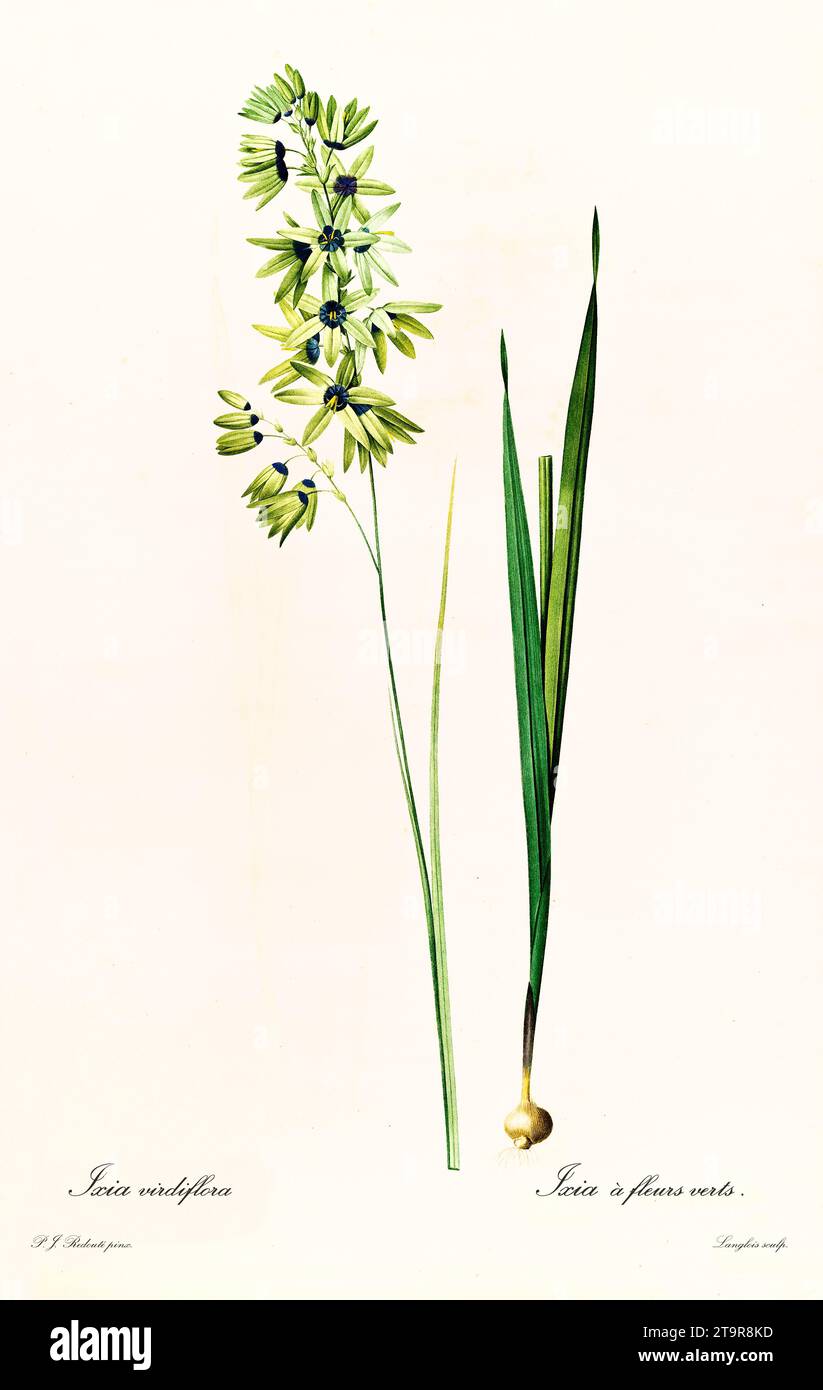 Old illustration of Turquoise Ixia (Ixia virdiflora). Les Liliacées, By ...