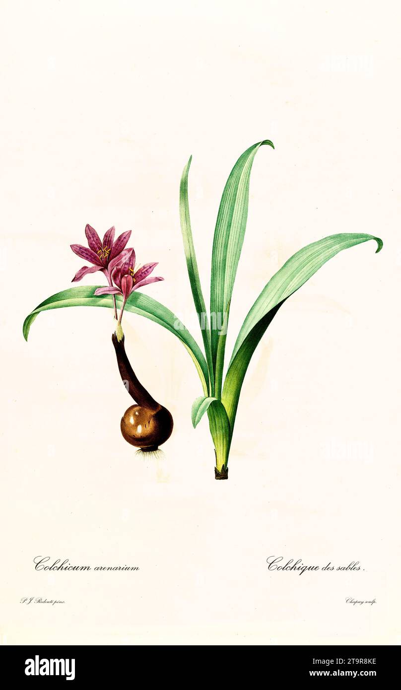 Old illustration of Sand Saffron (Colchicum arenarium). Les Liliacées ...