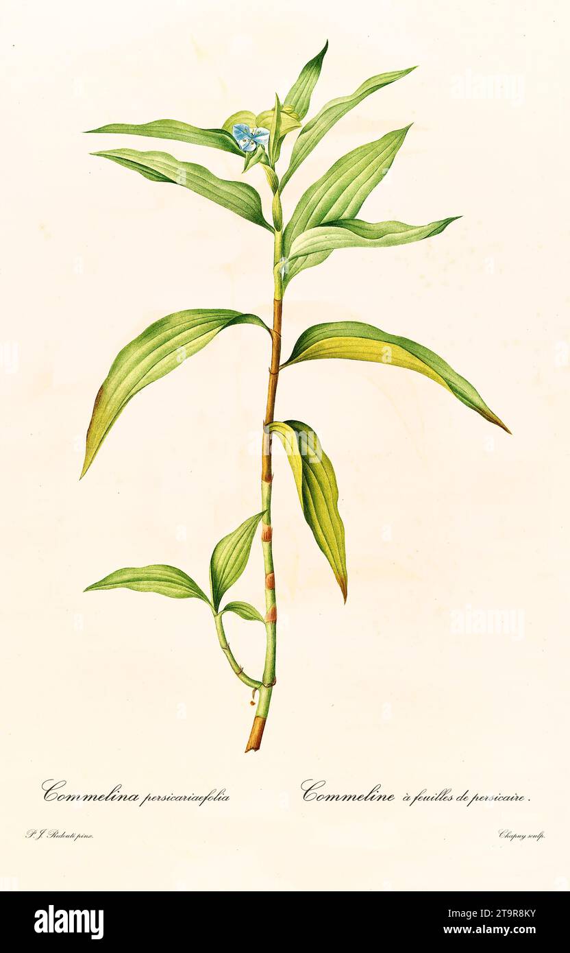 Old illustration of Cojite Blanco (Commelina rufipes var. glabrata ...