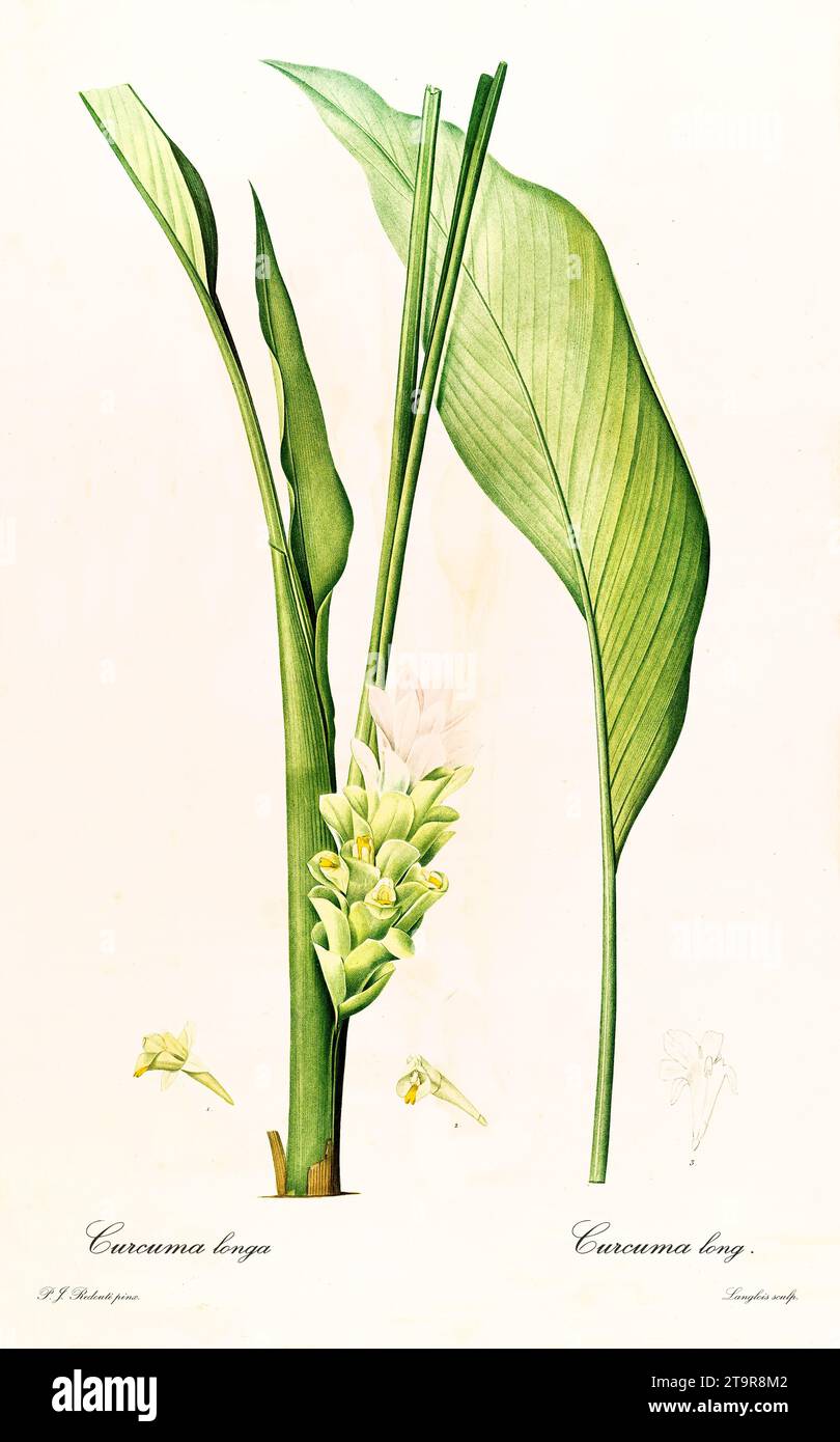 Curcuma longa drawing hi-res stock photography and images - Alamy