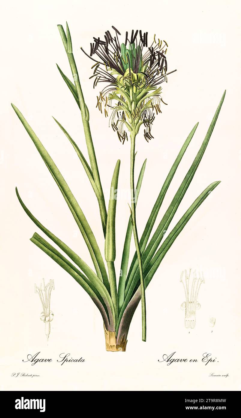 Old illustration of Agave spicata. Les Liliacées, By P. J. Redouté ...