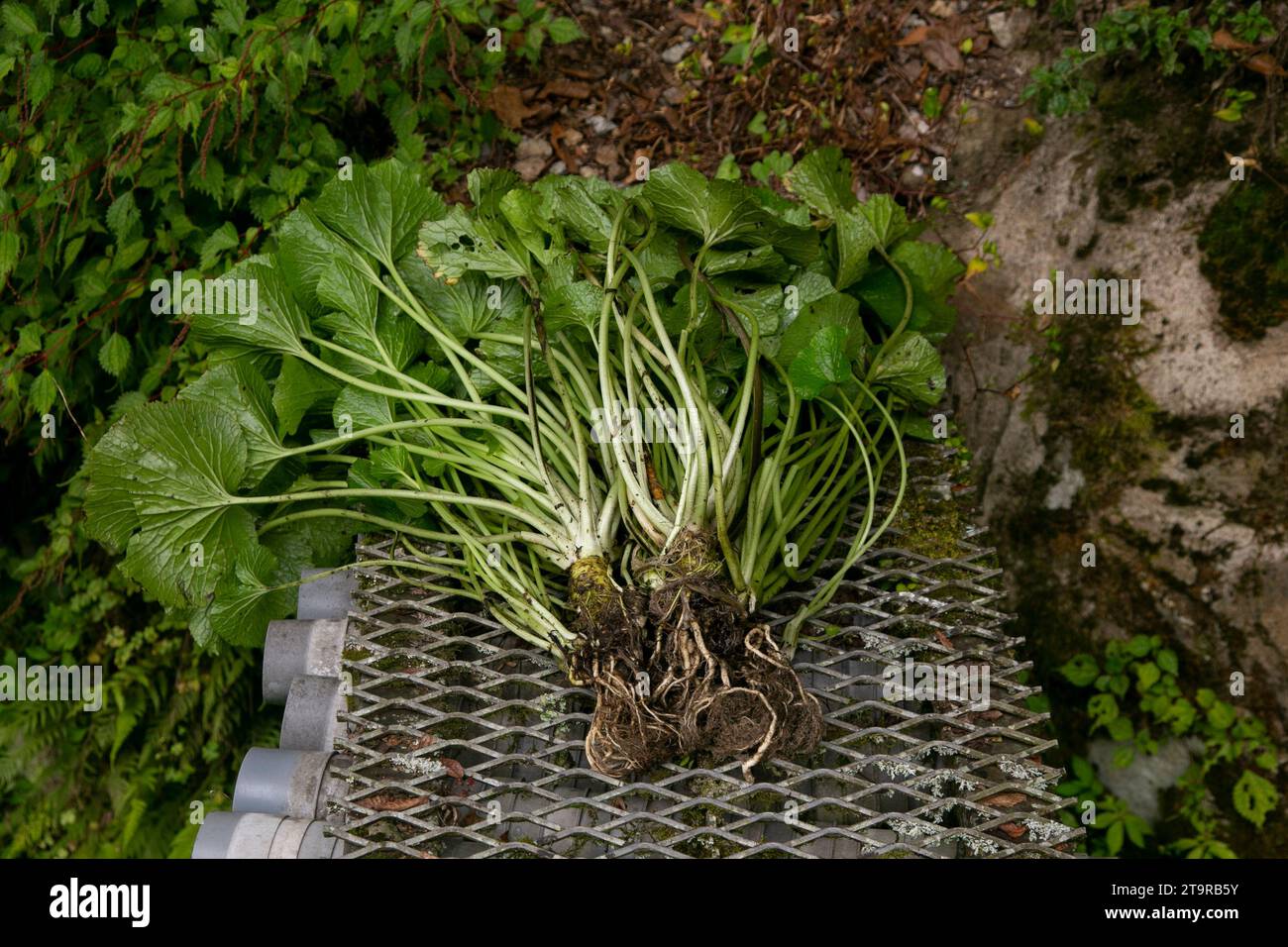 Organic and fresh Wasabi root in a farm in Shizuoka prefecture in Izu ...
